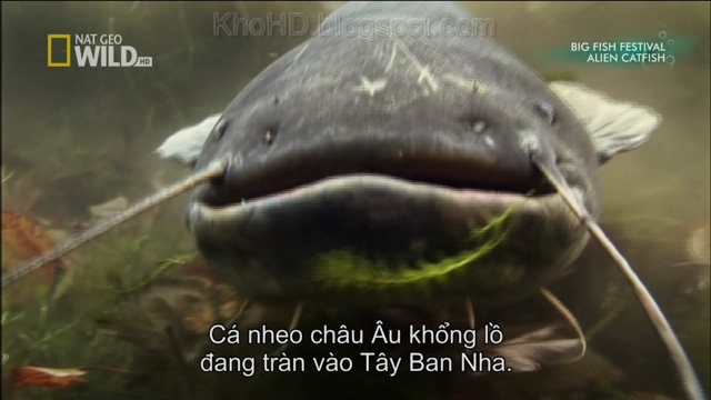 Loạt Phim về Cá Khổng Lồ - Monster Fish - 14/22 - Phim Khoa Học hay